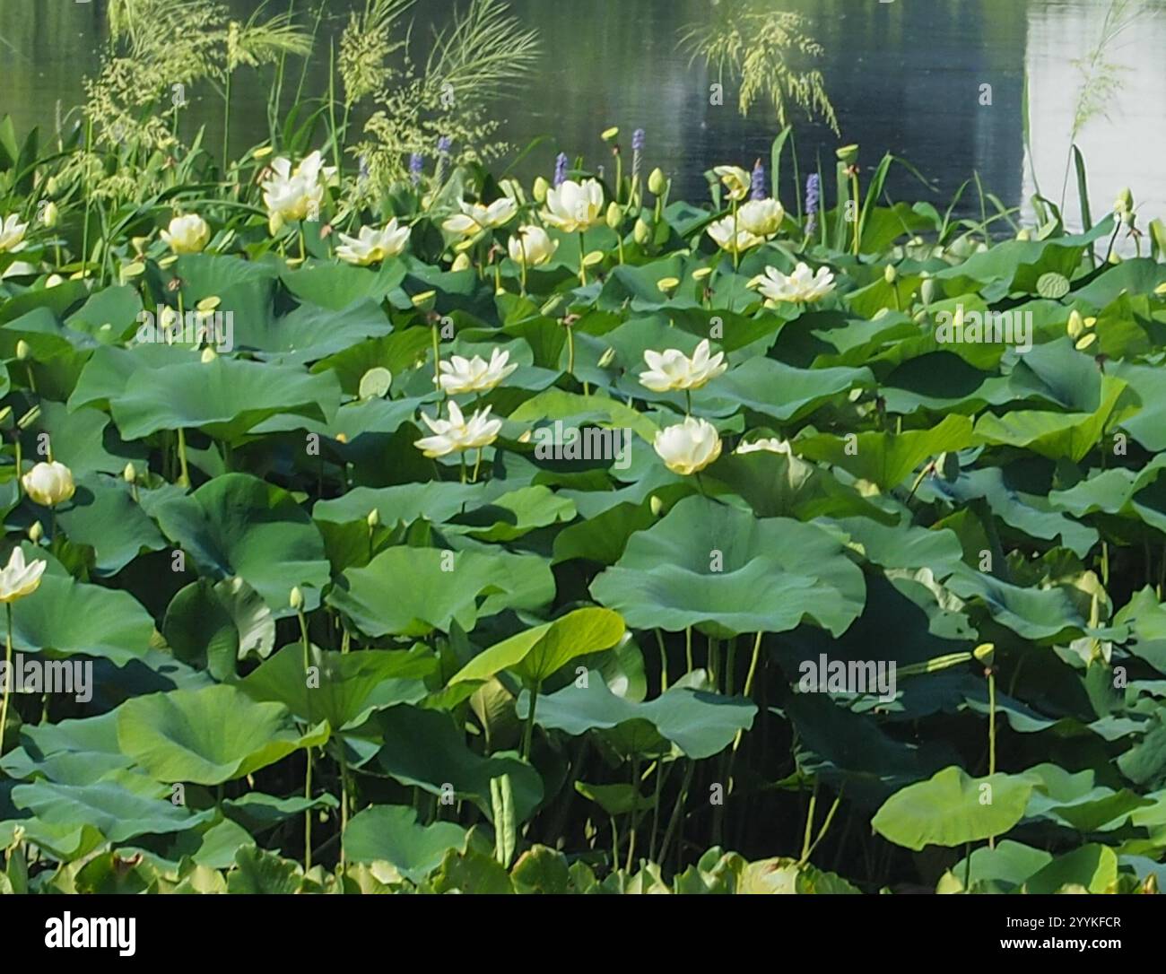 American lotus (Nelumbo lutea Stock Photo - Alamy