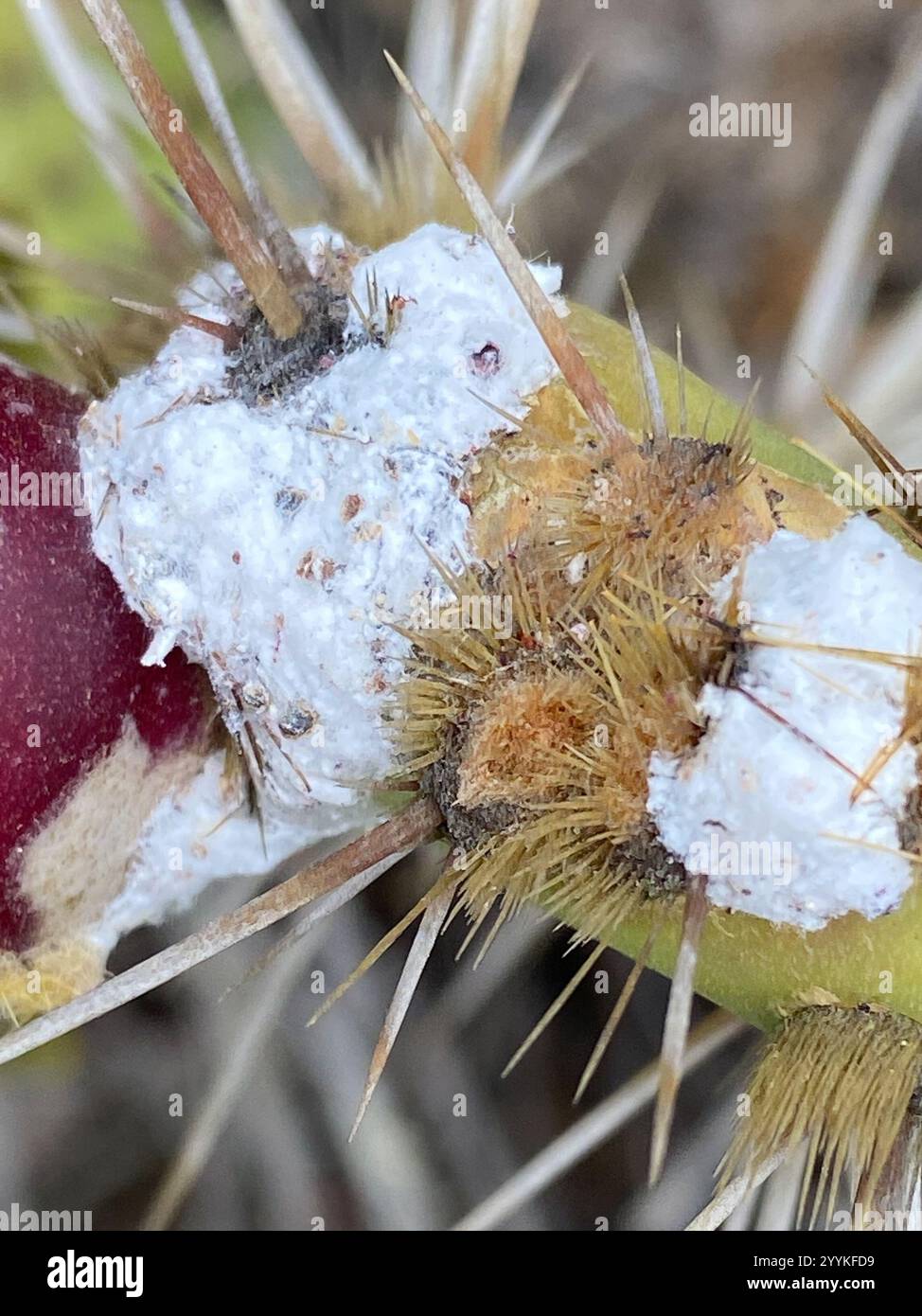 Cochineal Scale Bugs (Dactylopius Stock Photo - Alamy