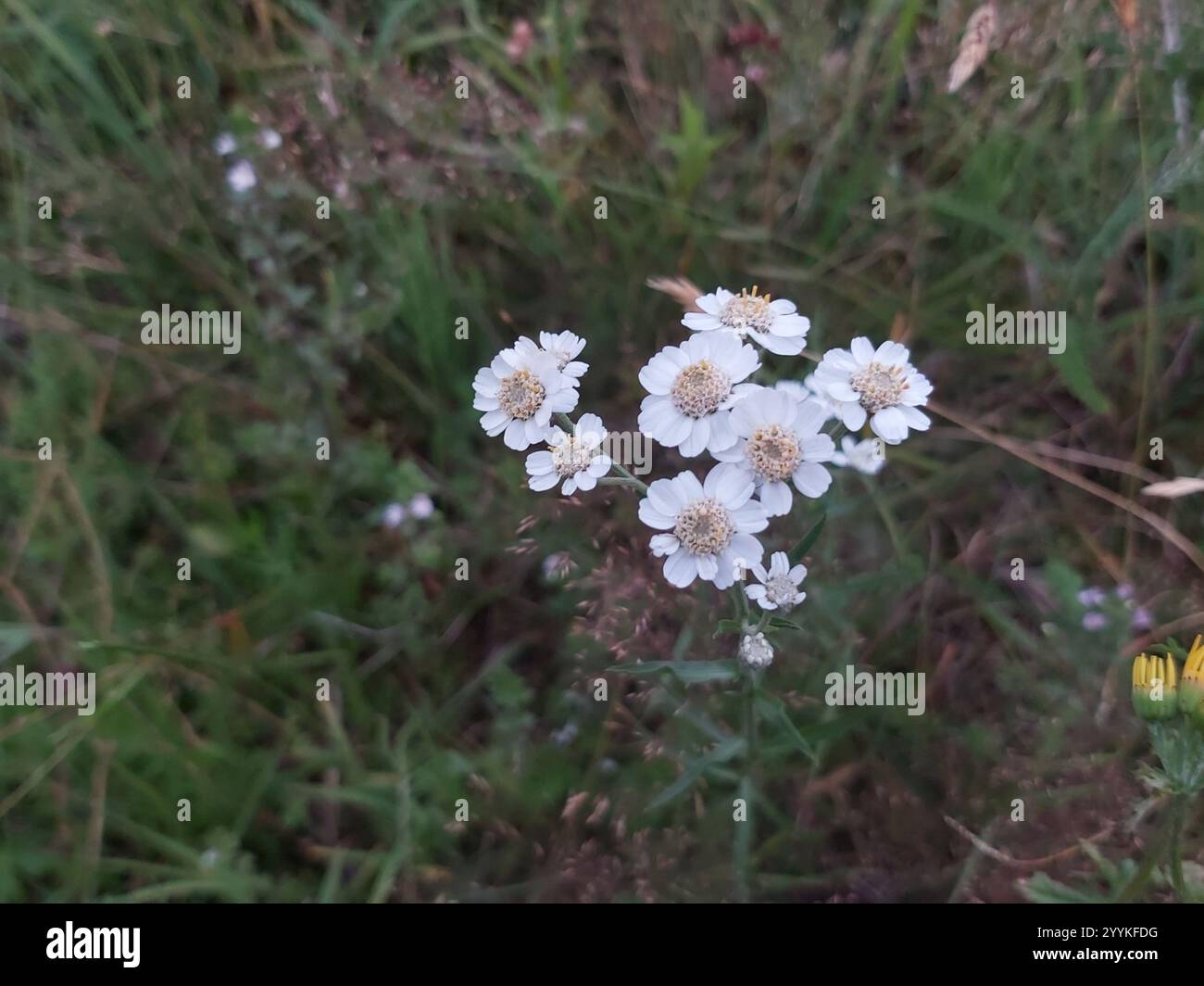Sneezewort (Achillea ptarmica Stock Photo - Alamy