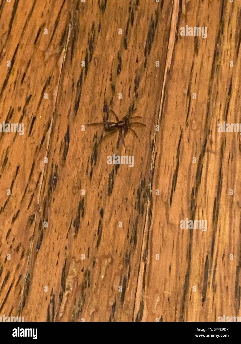 Eastern Parson Spider (Herpyllus ecclesiasticus Stock Photo - Alamy