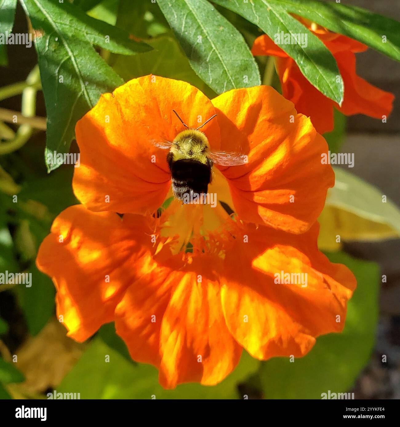 Common Eastern Bumble Bee (Bombus impatiens Stock Photo - Alamy