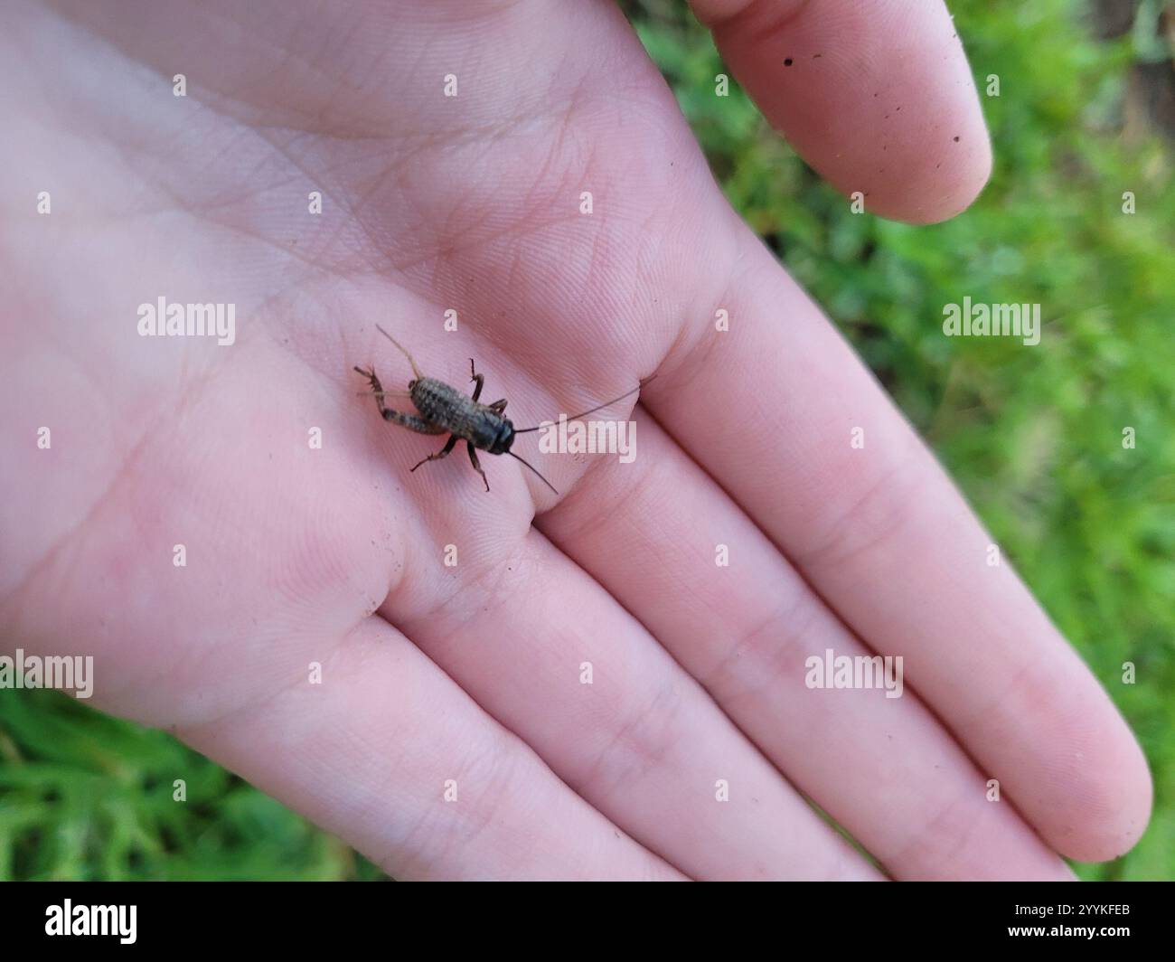 Eastern Trilling Cricket (Gryllus rubens Stock Photo - Alamy
