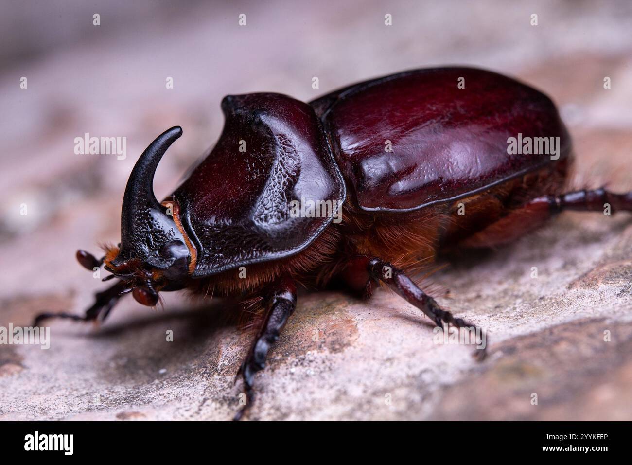 Greek rhinoceros beetle (Oryctes nasicornis kuntzeni Stock Photo - Alamy