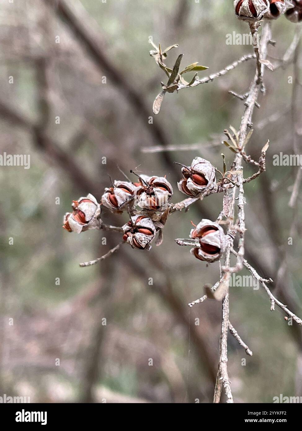 Tantoon (Leptospermum polygalifolium Stock Photo - Alamy