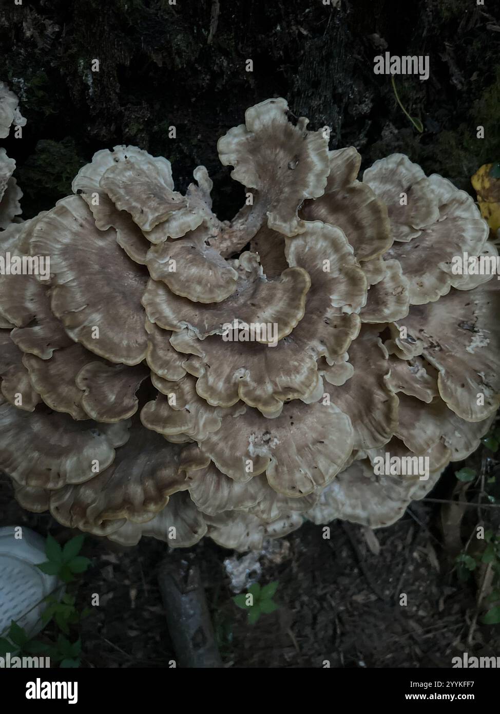 Black-staining Polypore (Meripilus sumstinei Stock Photo - Alamy