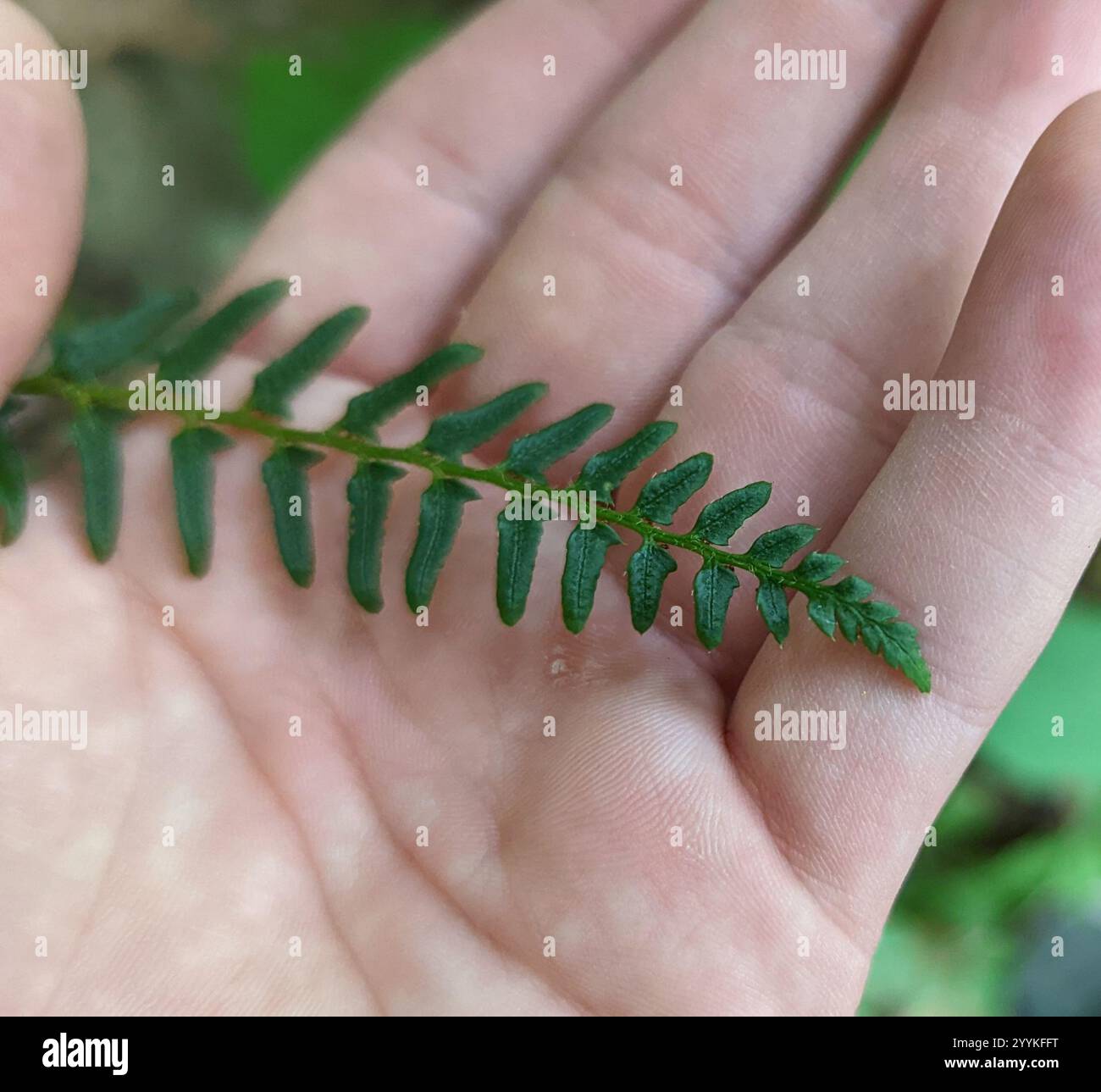 Christmas fern (Polystichum acrostichoides Stock Photo - Alamy