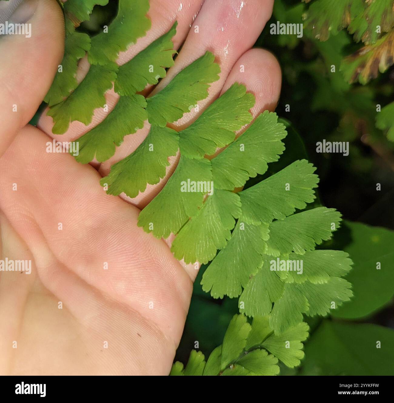 northern maidenhair fern (Adiantum pedatum Stock Photo - Alamy