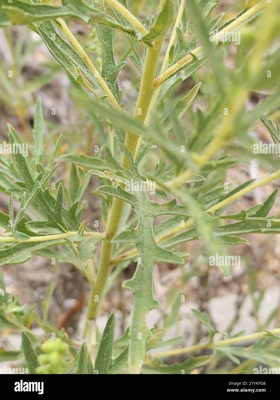 western ragweed (Ambrosia psilostachya Stock Photo - Alamy