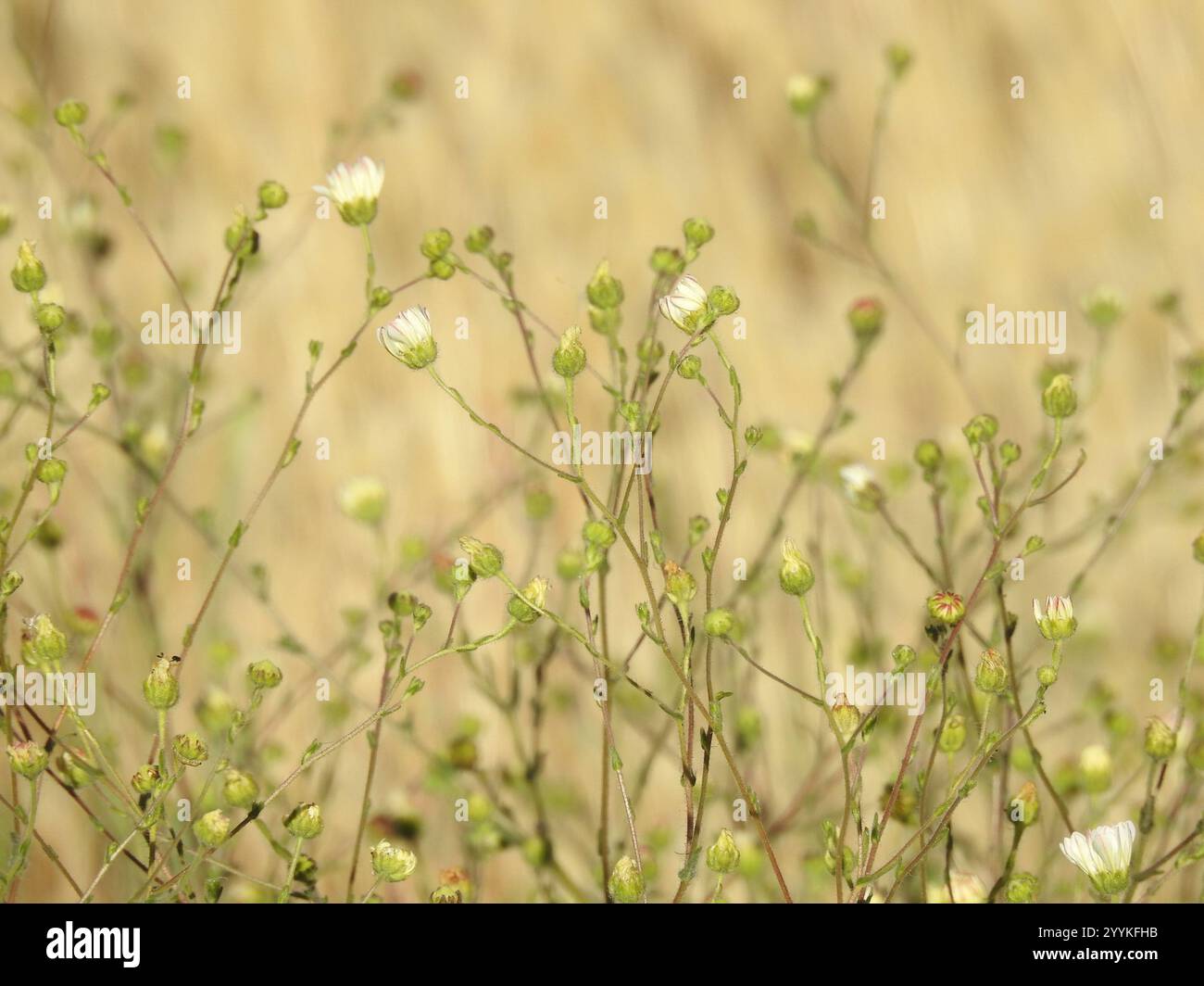 Hayfield Tarweed (Hemizonia congesta Stock Photo - Alamy