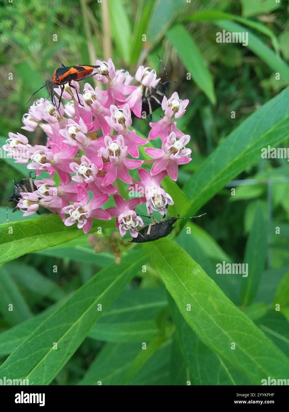 Black Stink Bug (Proxys punctulatus Stock Photo - Alamy
