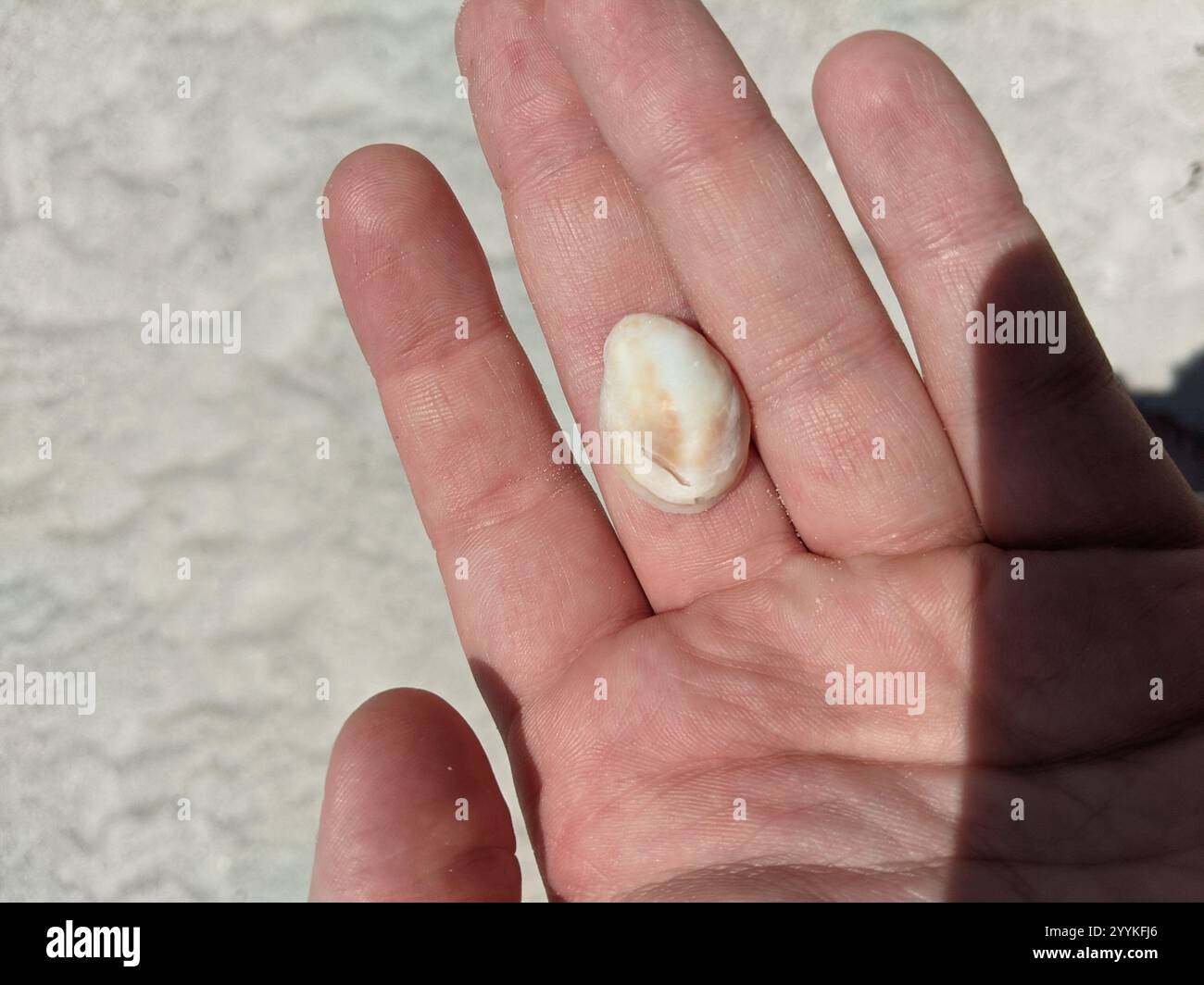 Common Atlantic Slippersnail (Crepidula fornicata Stock Photo - Alamy