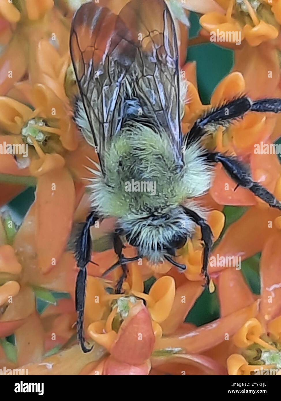 Perplexing Bumble Bee (Bombus perplexus Stock Photo - Alamy