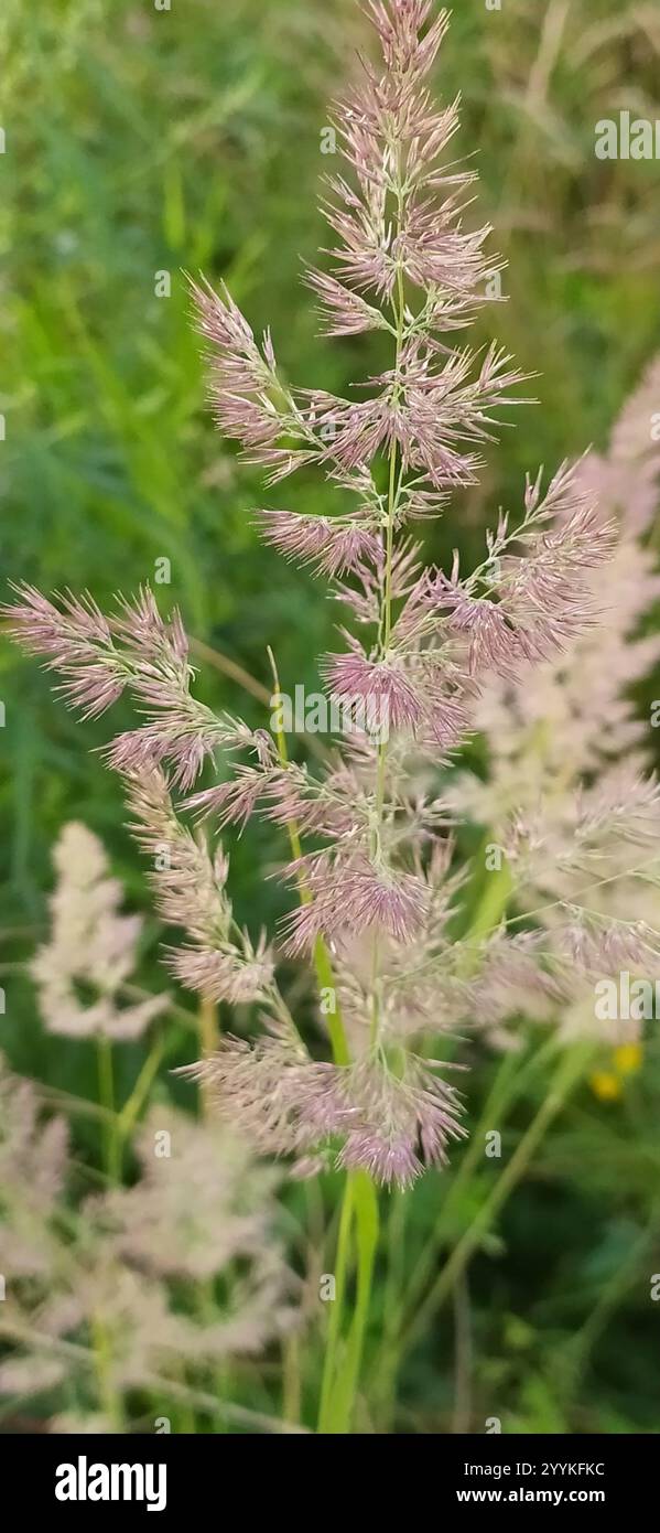 Bushgrass (Calamagrostis epigejos Stock Photo - Alamy