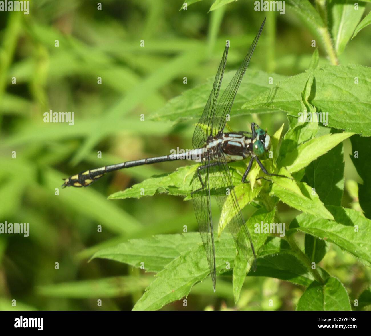 Black-shouldered Spinyleg (Dromogomphus spinosus Stock Photo - Alamy
