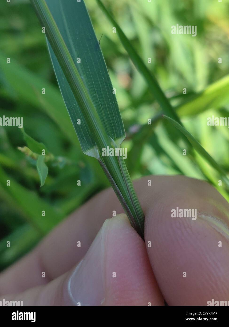 Smooth Witchgrass (Panicum dichotomiflorum Stock Photo - Alamy
