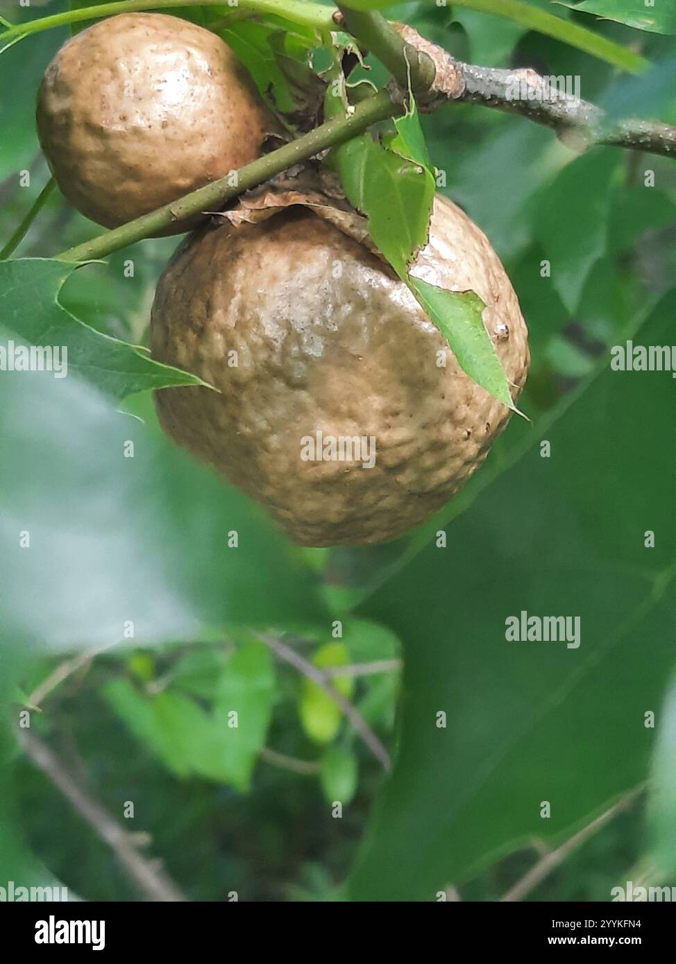 Spongy Oak Apple Gall Wasp (Amphibolips confluenta Stock Photo - Alamy