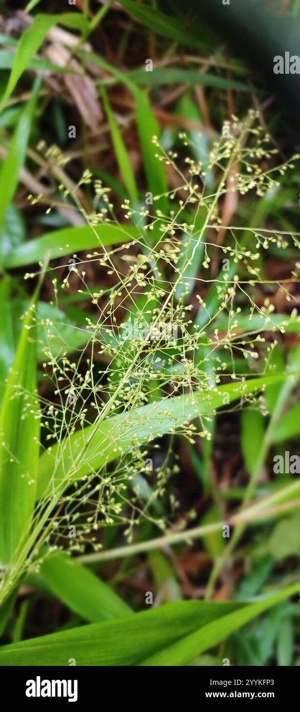 bristlegrasses, rosette grasses, barnyard grasses, and allies (Paniceae ...