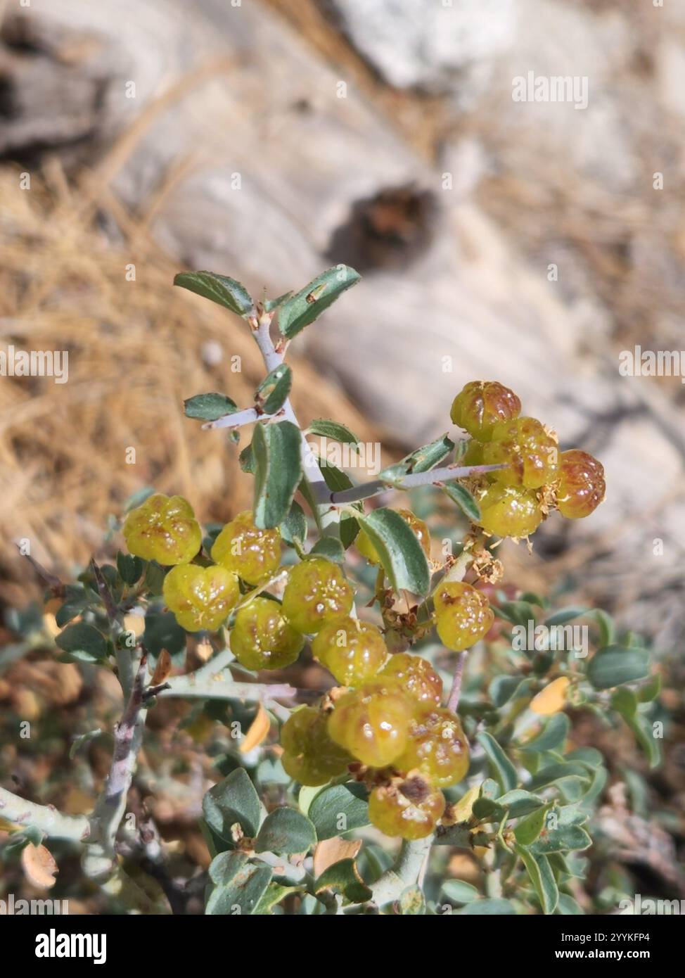mountain whitethorn (Ceanothus cordulatus Stock Photo - Alamy