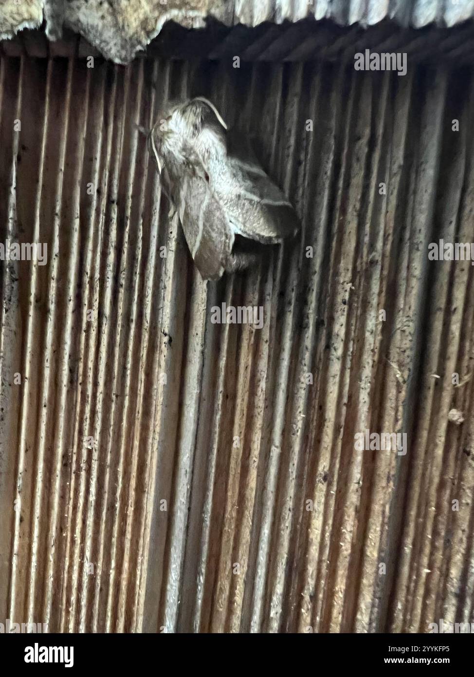 Eastern Tent Caterpillar Moth (Malacosoma americana Stock Photo - Alamy
