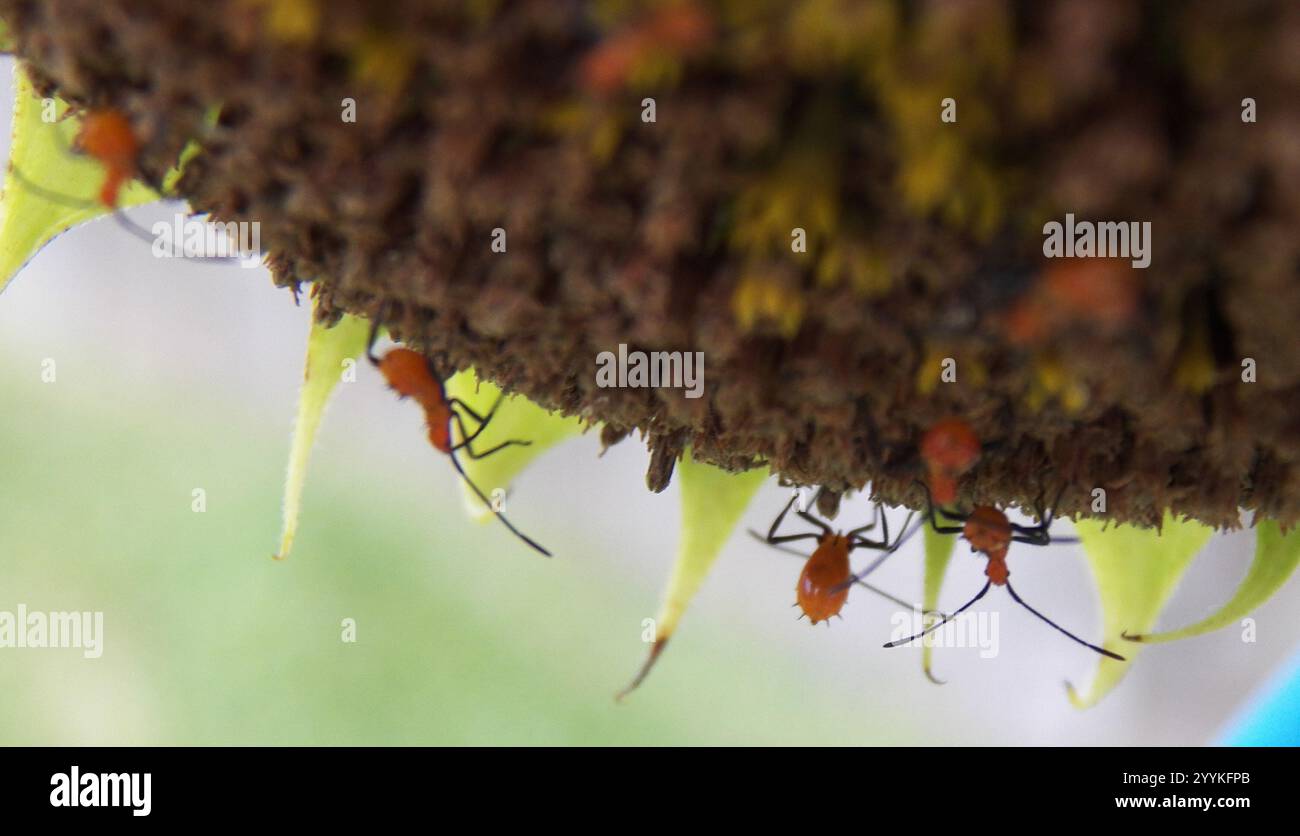 Eastern Leaf-footed Bug (Leptoglossus phyllopus Stock Photo - Alamy