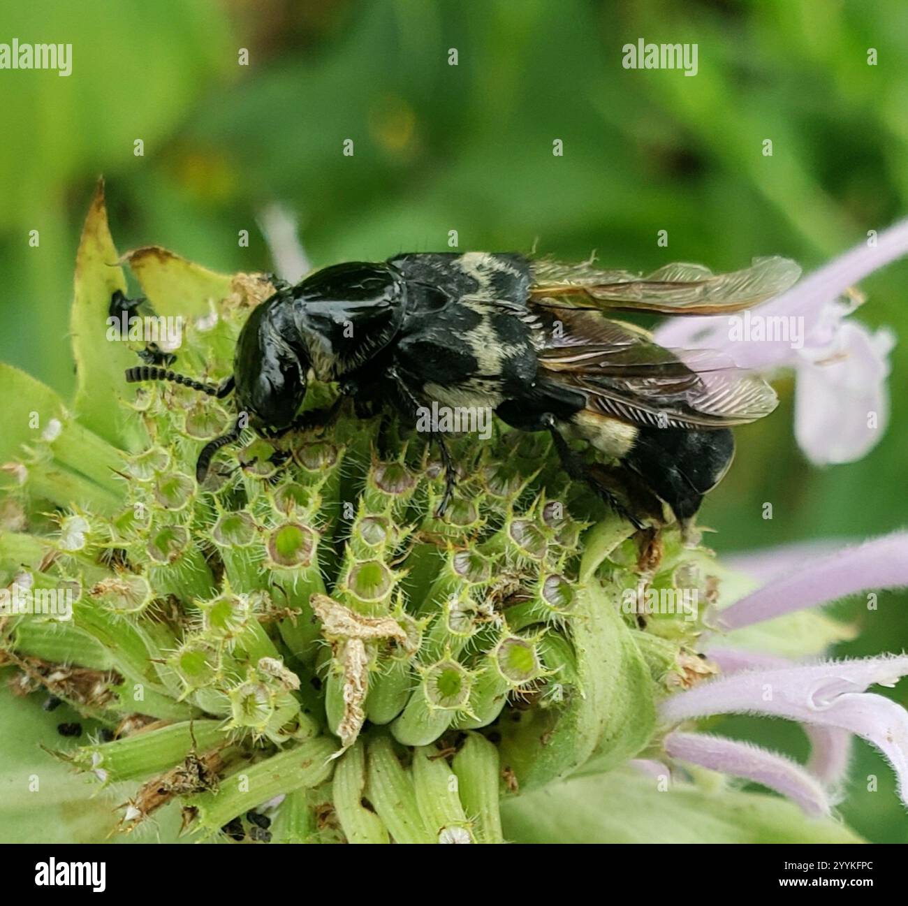 hairy rove beetle (Creophilus maxillosus Stock Photo - Alamy