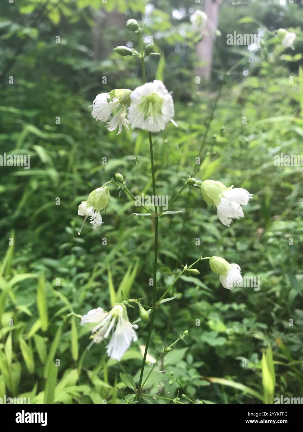 starry campion (Silene stellata Stock Photo - Alamy