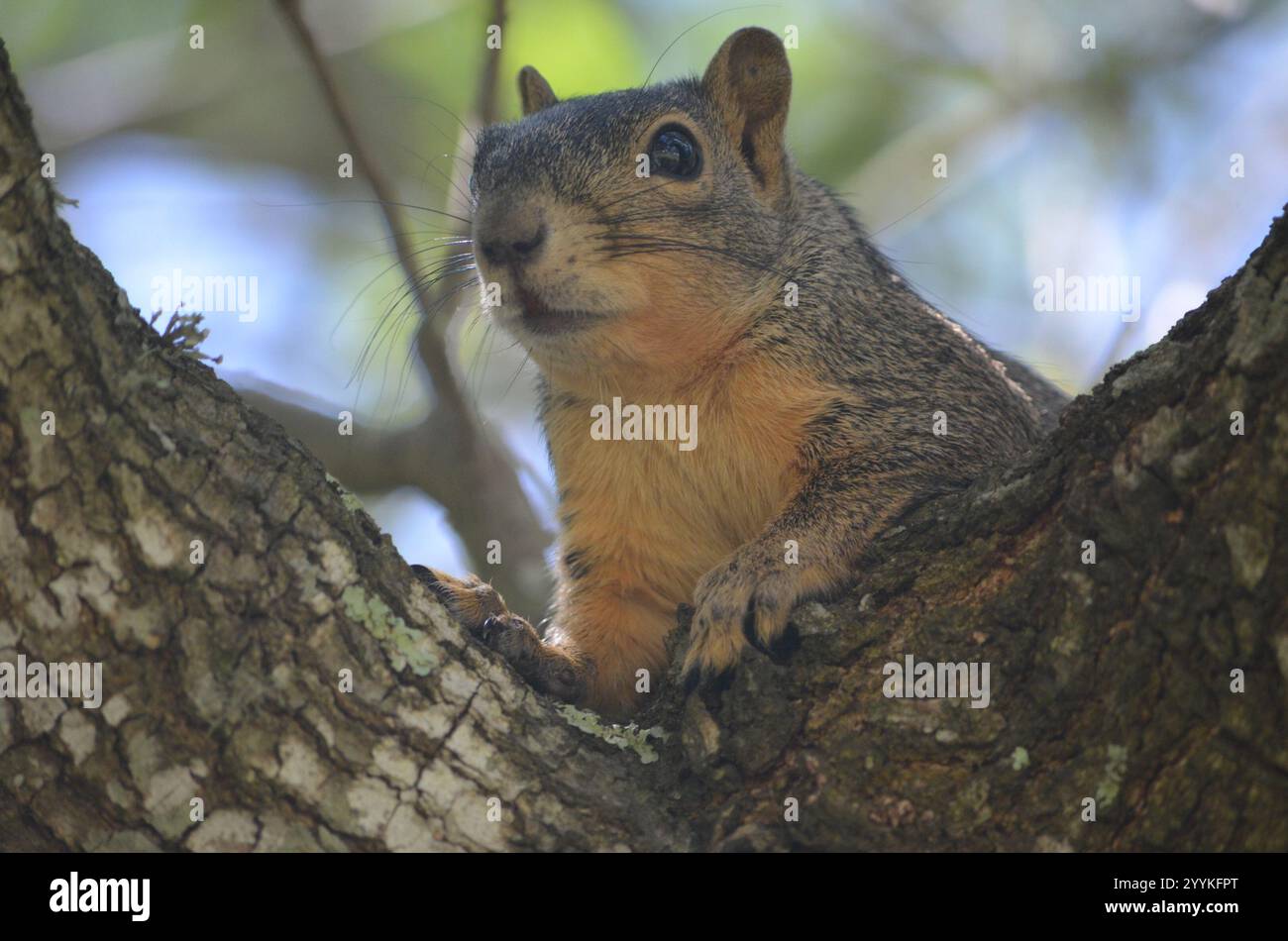 Eastern Fox Squirrel (Sciurus niger Stock Photo - Alamy