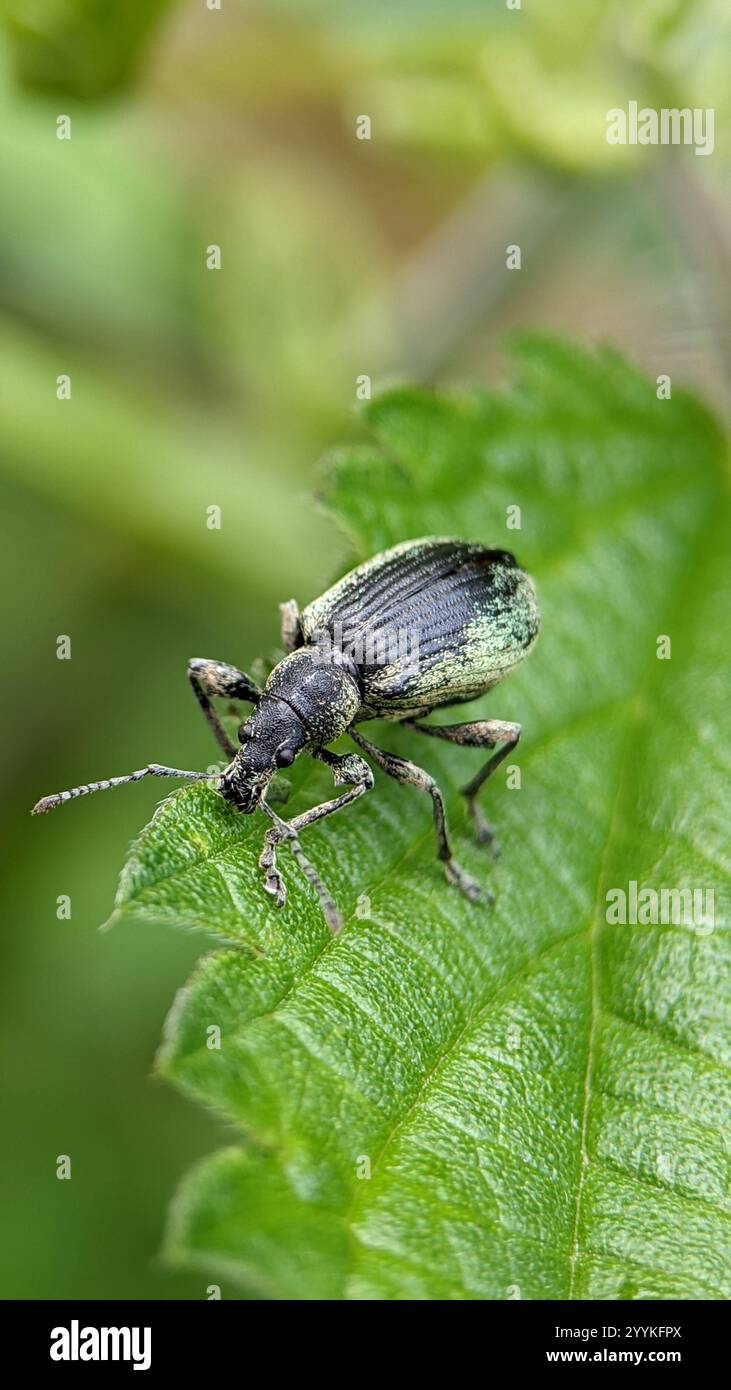 Nettle weevil (Phyllobius pomaceus Stock Photo - Alamy