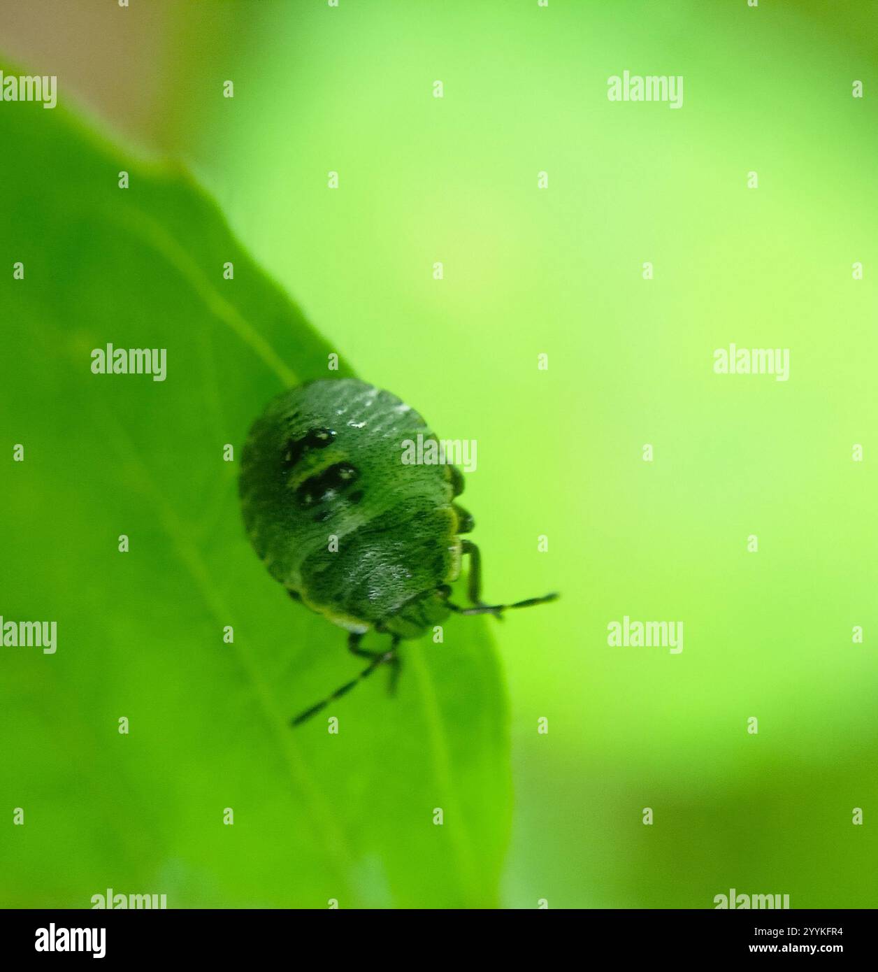 Green Shield Bug (Palomena prasina Stock Photo - Alamy