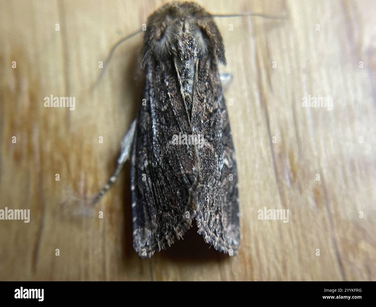 Small Clouded Brindle (Apamea unanimis Stock Photo - Alamy