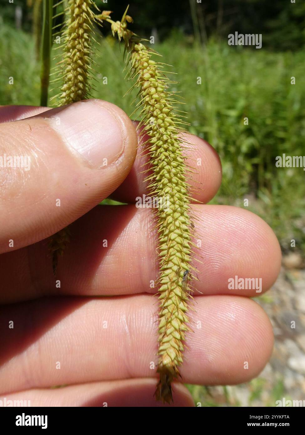 nodding sedge (Carex gynandra Stock Photo - Alamy