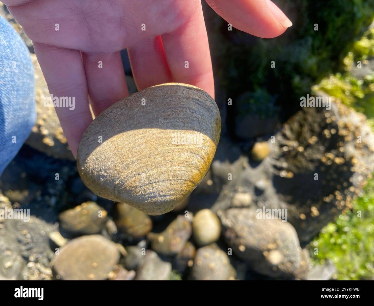 Butter Clam (Saxidomus gigantea Stock Photo - Alamy