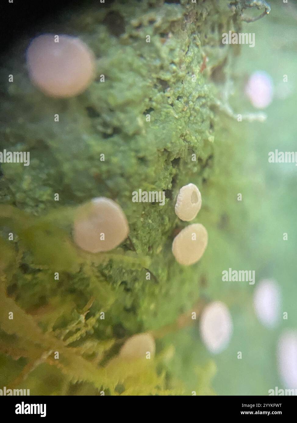 water lichens, whiteworm lichens, and allies (Icmadophilaceae Stock ...