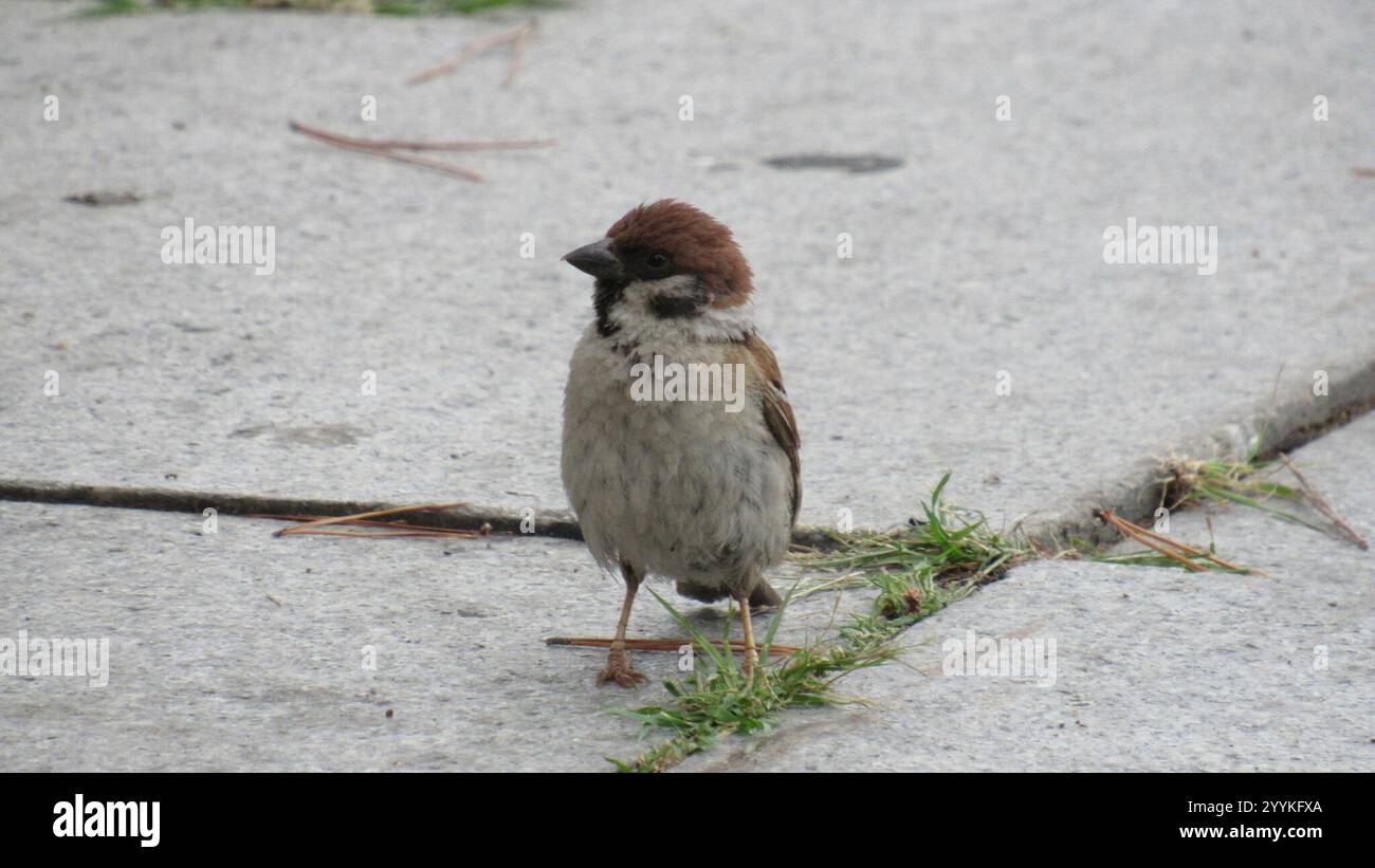 (Passer montanus dybowskii Stock Photo - Alamy