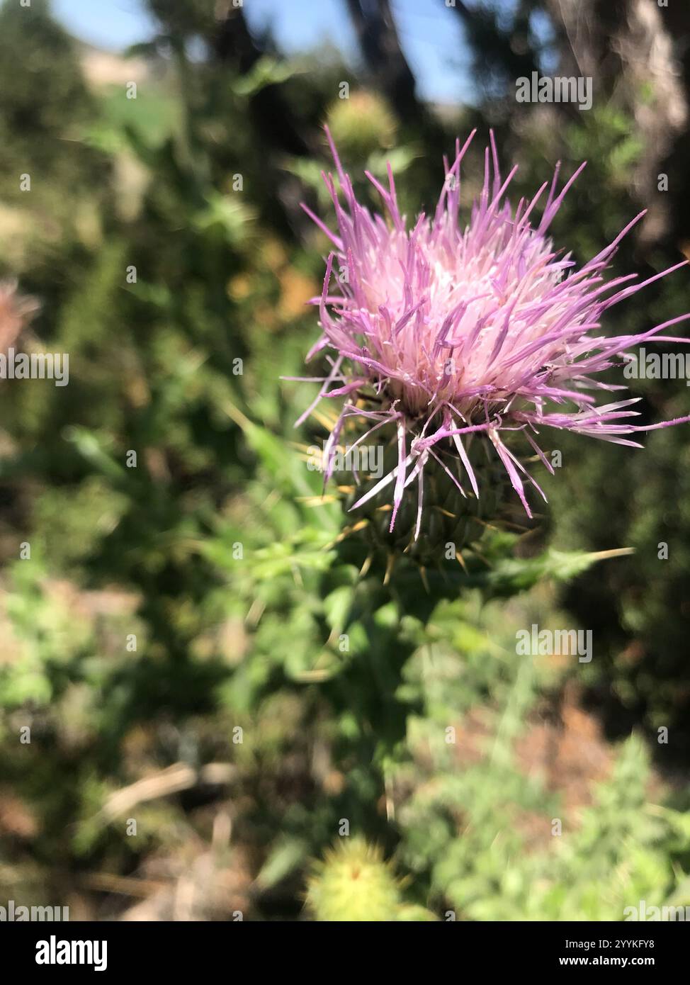 yellowspine thistle (Cirsium ochrocentrum Stock Photo - Alamy