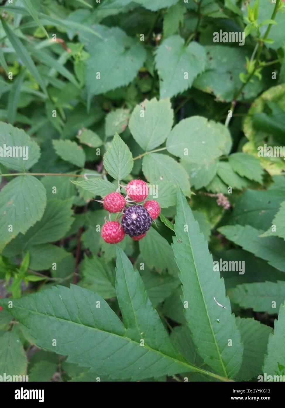 black raspberry (Rubus occidentalis Stock Photo - Alamy