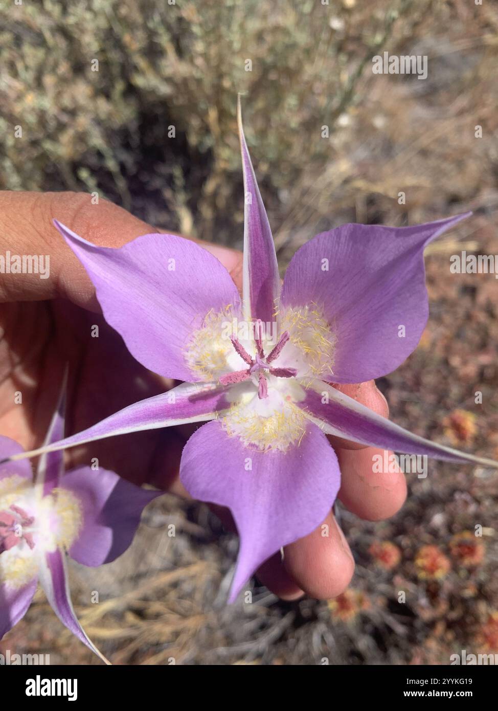 Sagebrush Mariposa Lily (Calochortus macrocarpus Stock Photo - Alamy