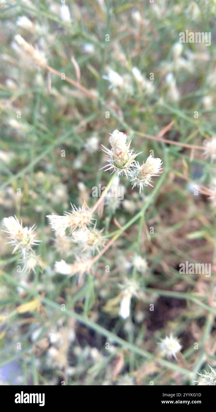 diffuse knapweed (Centaurea diffusa Stock Photo - Alamy