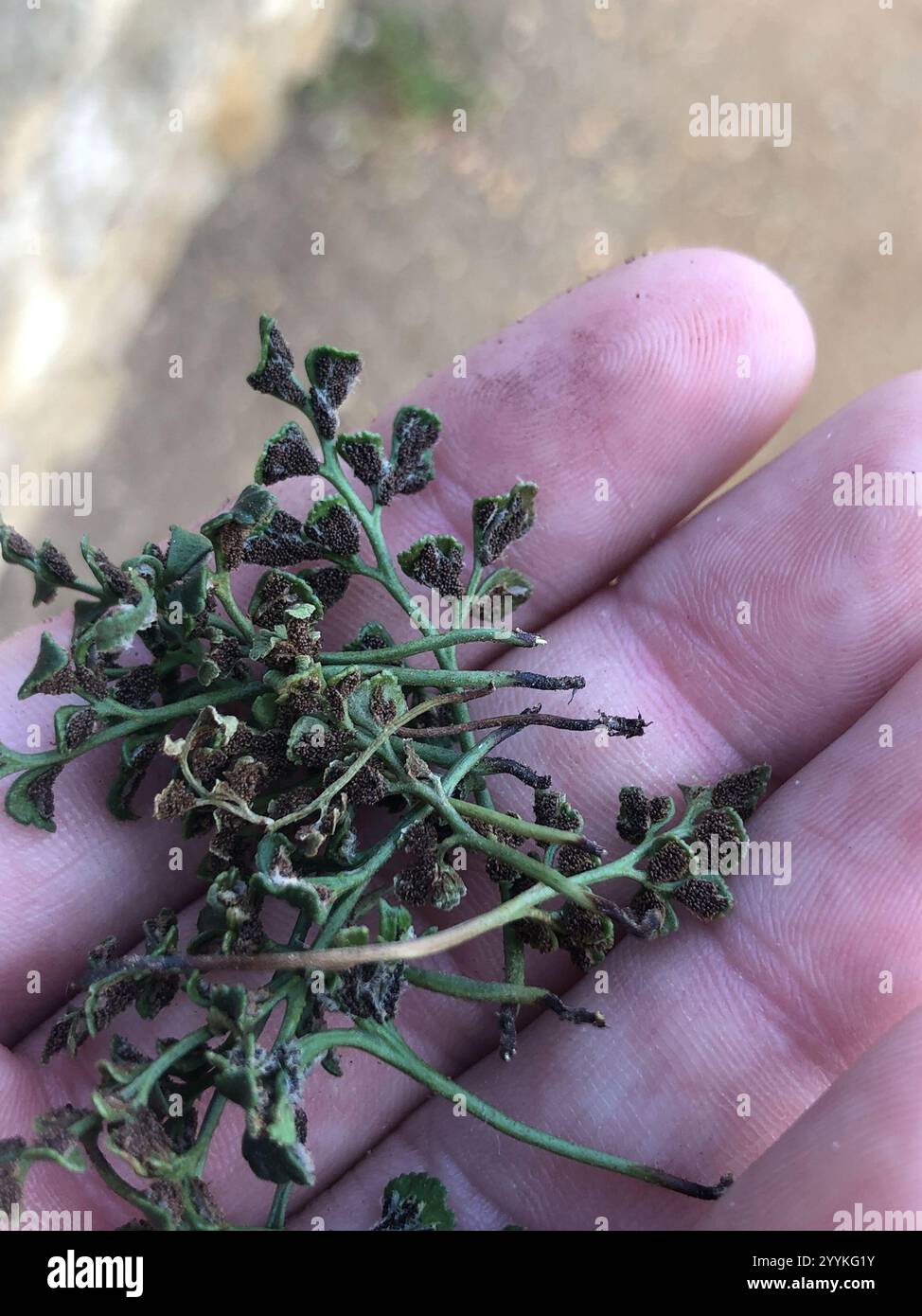 wall-rue (Asplenium ruta-muraria Stock Photo - Alamy