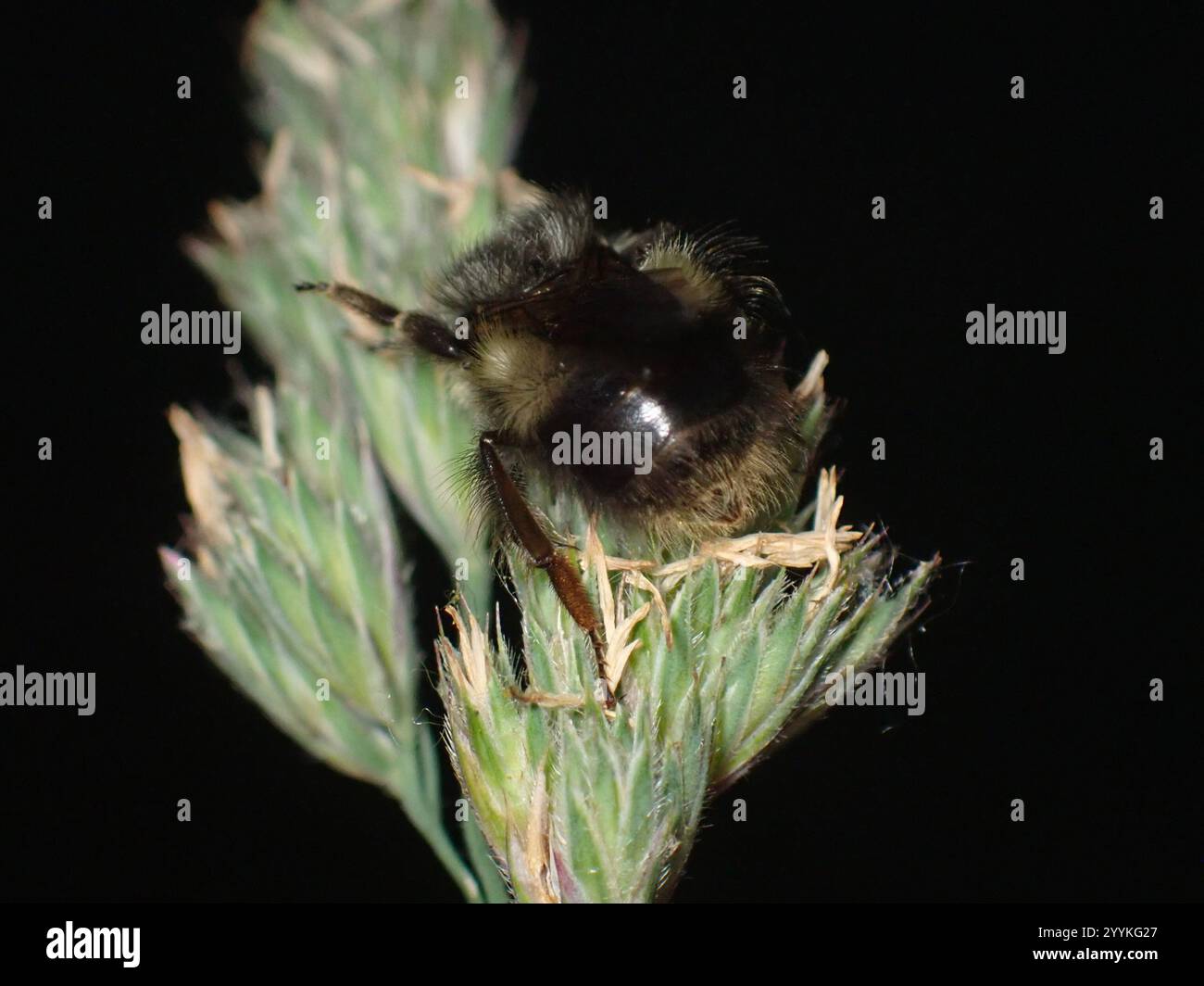 Sitka Bumble Bee (Bombus sitkensis Stock Photo - Alamy