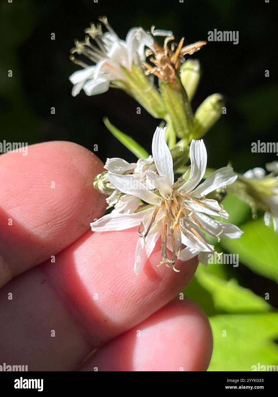 western rattlesnake root (Nabalus alatus Stock Photo - Alamy
