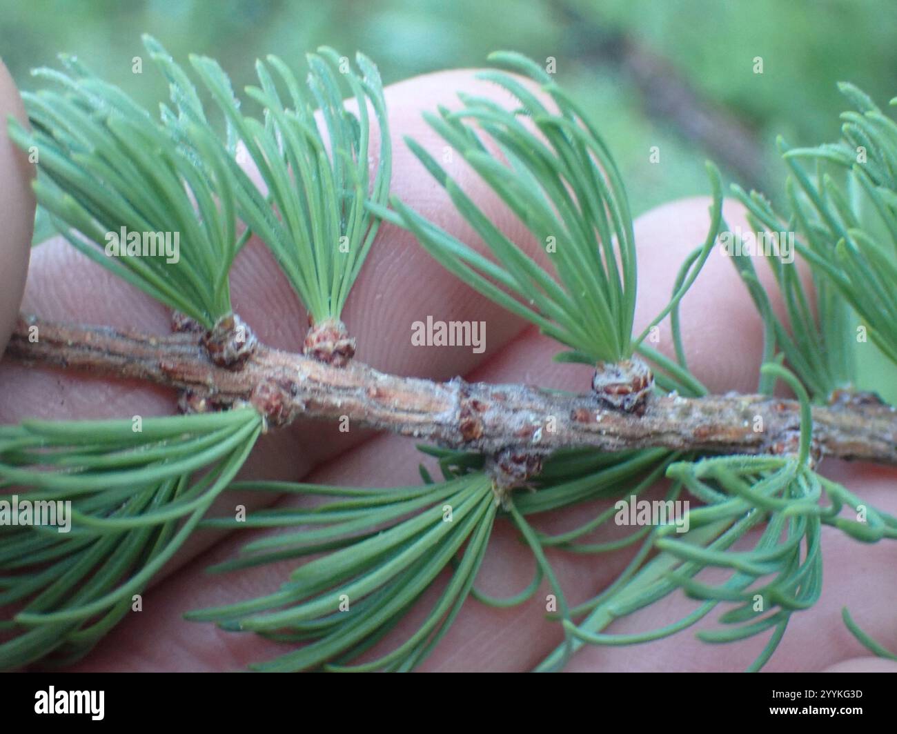 subalpine larch (Larix lyallii Stock Photo - Alamy