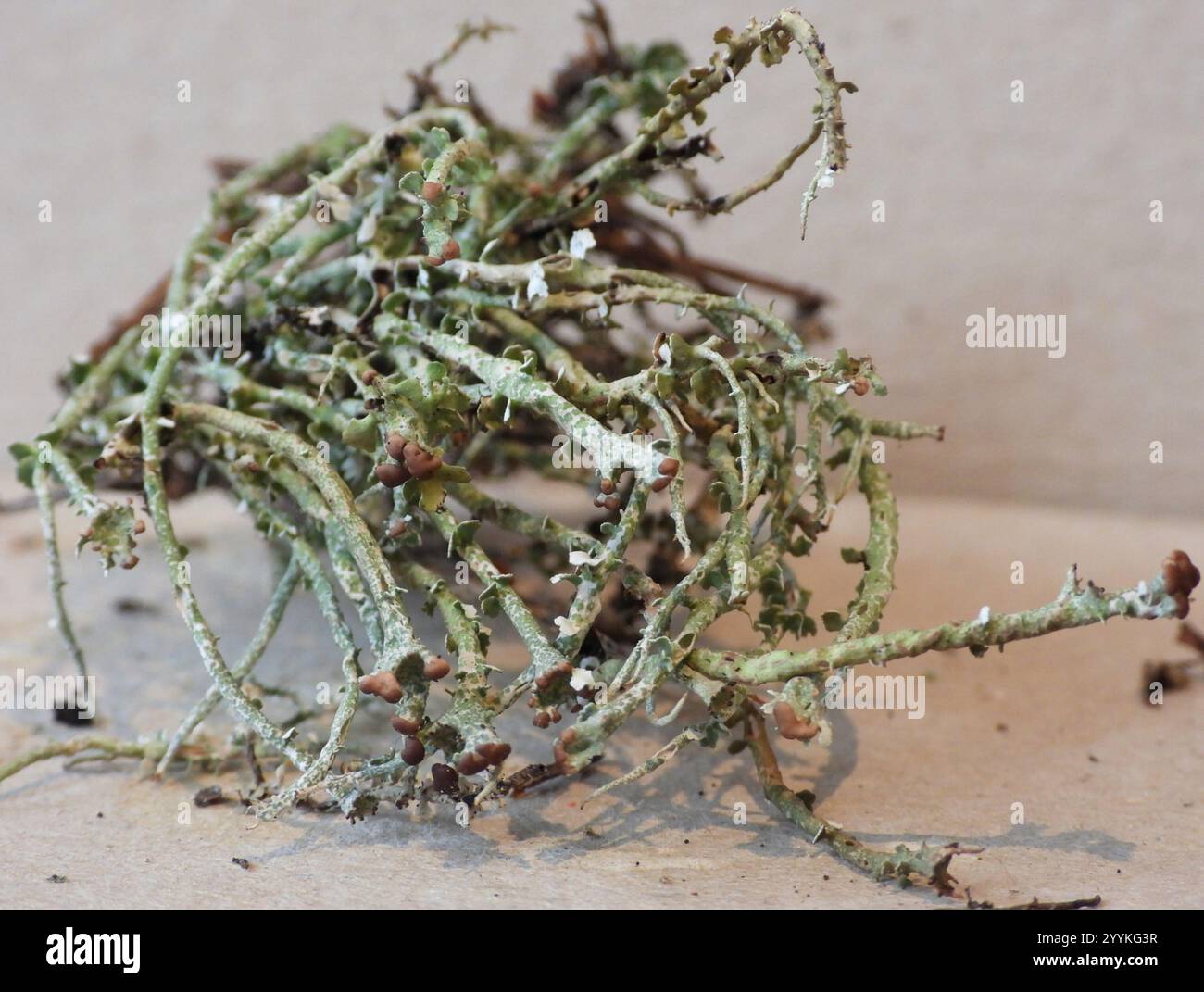 Smooth Pixie Lichen (Cladonia gracilis gracilis Stock Photo - Alamy