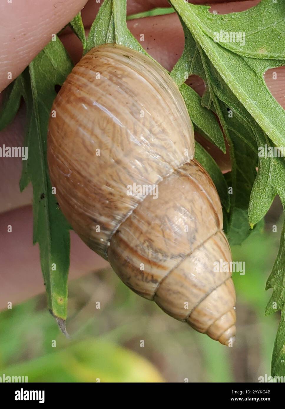 Ghost Bulimulus (Bulimulus bonariensis Stock Photo - Alamy