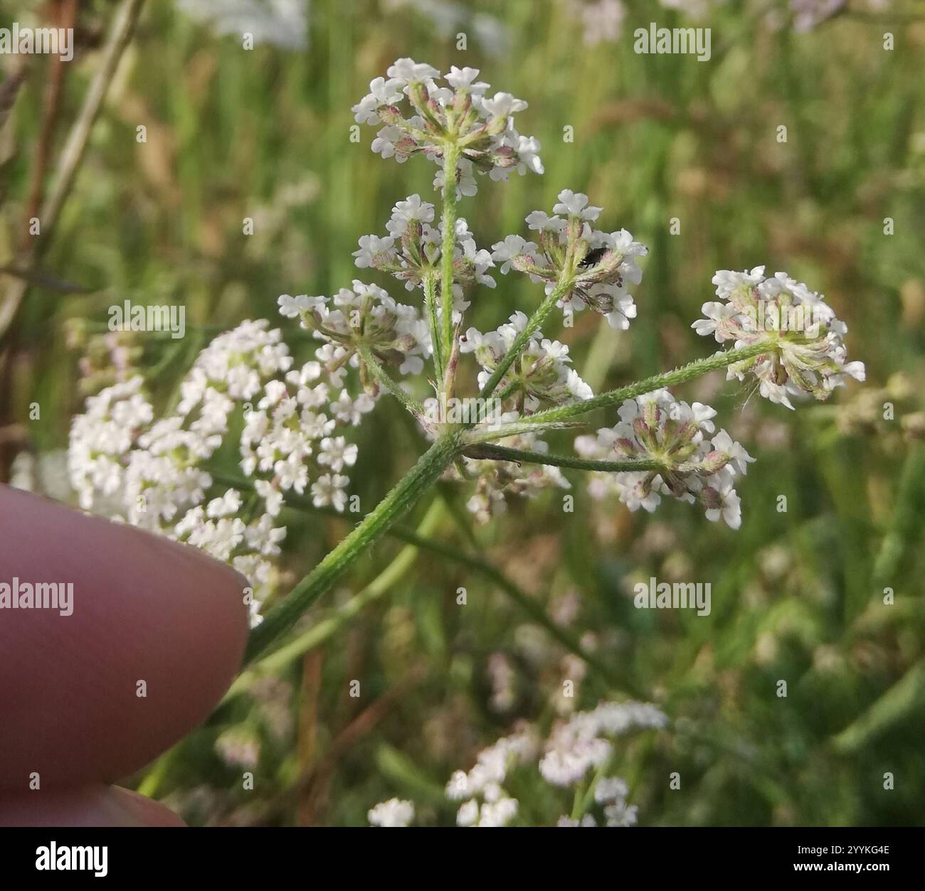hedge parslies (Torilis Stock Photo - Alamy