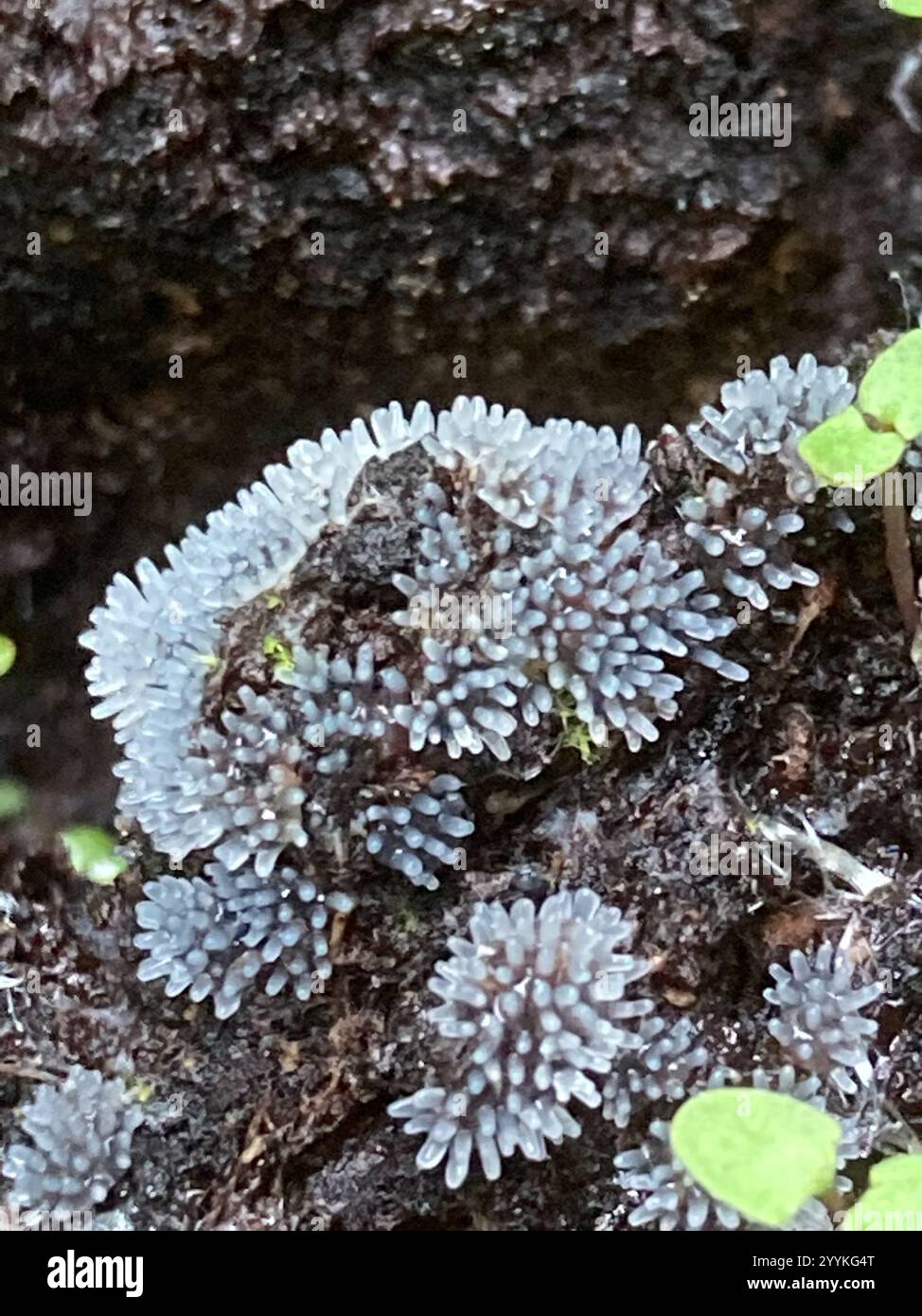 Common Coral Slime (Ceratiomyxa fruticulosa Stock Photo - Alamy