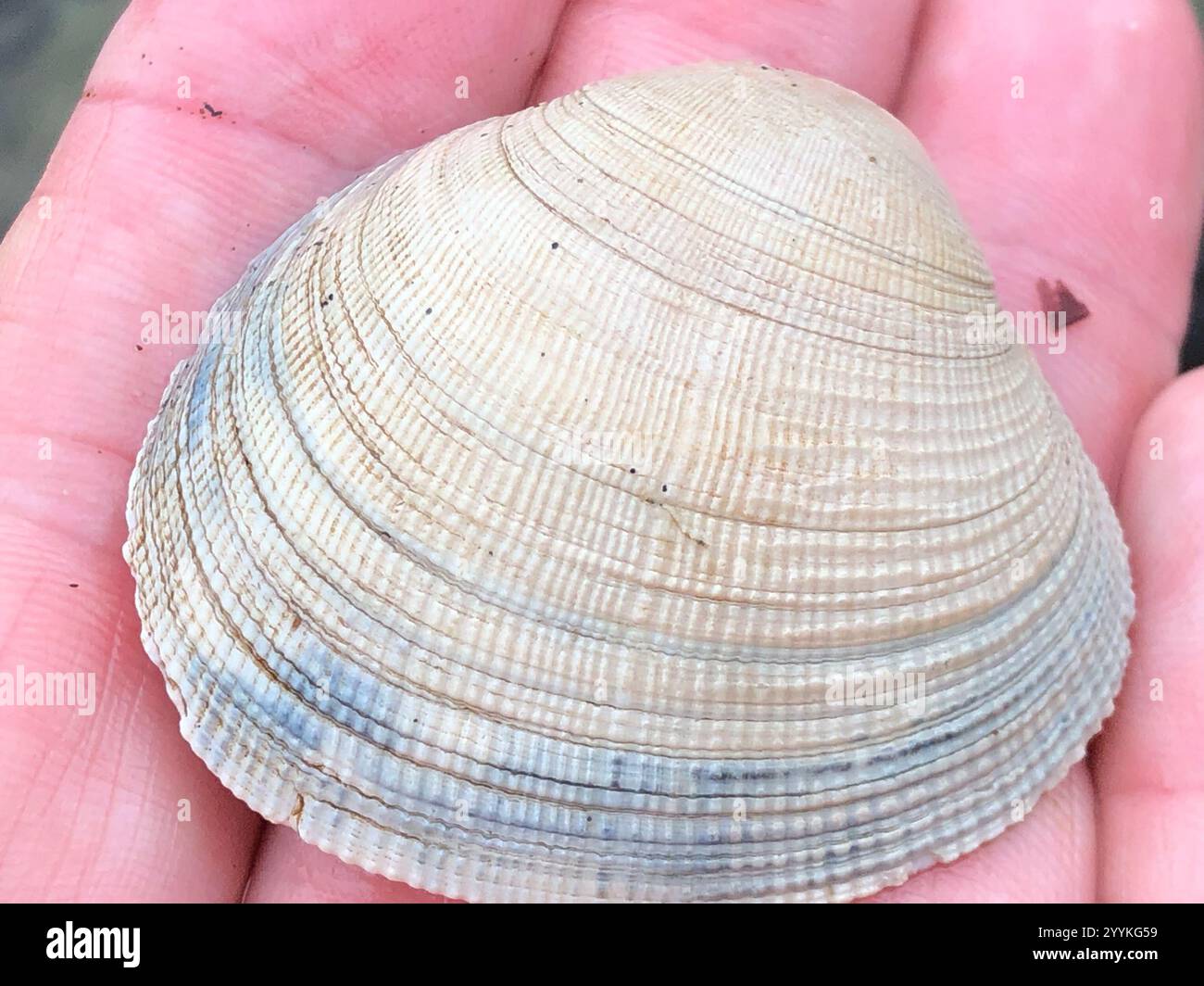 Pacific Littleneck Clam (Leukoma staminea Stock Photo - Alamy