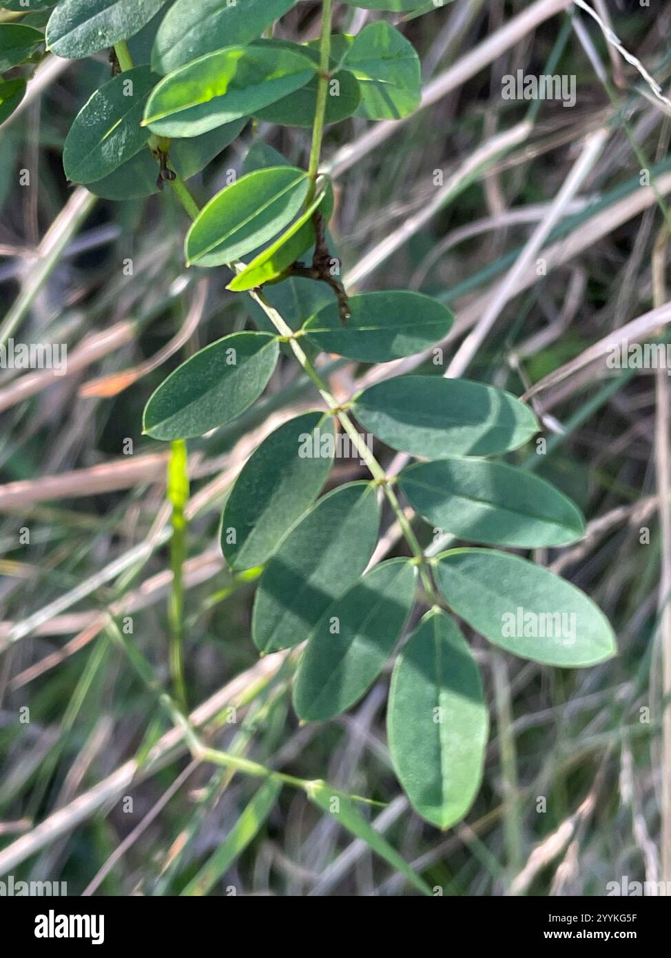 Australian Indigo (Indigofera australis Stock Photo - Alamy