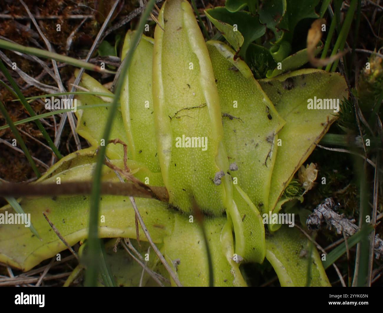 Common Butterwort (Pinguicula vulgaris Stock Photo - Alamy