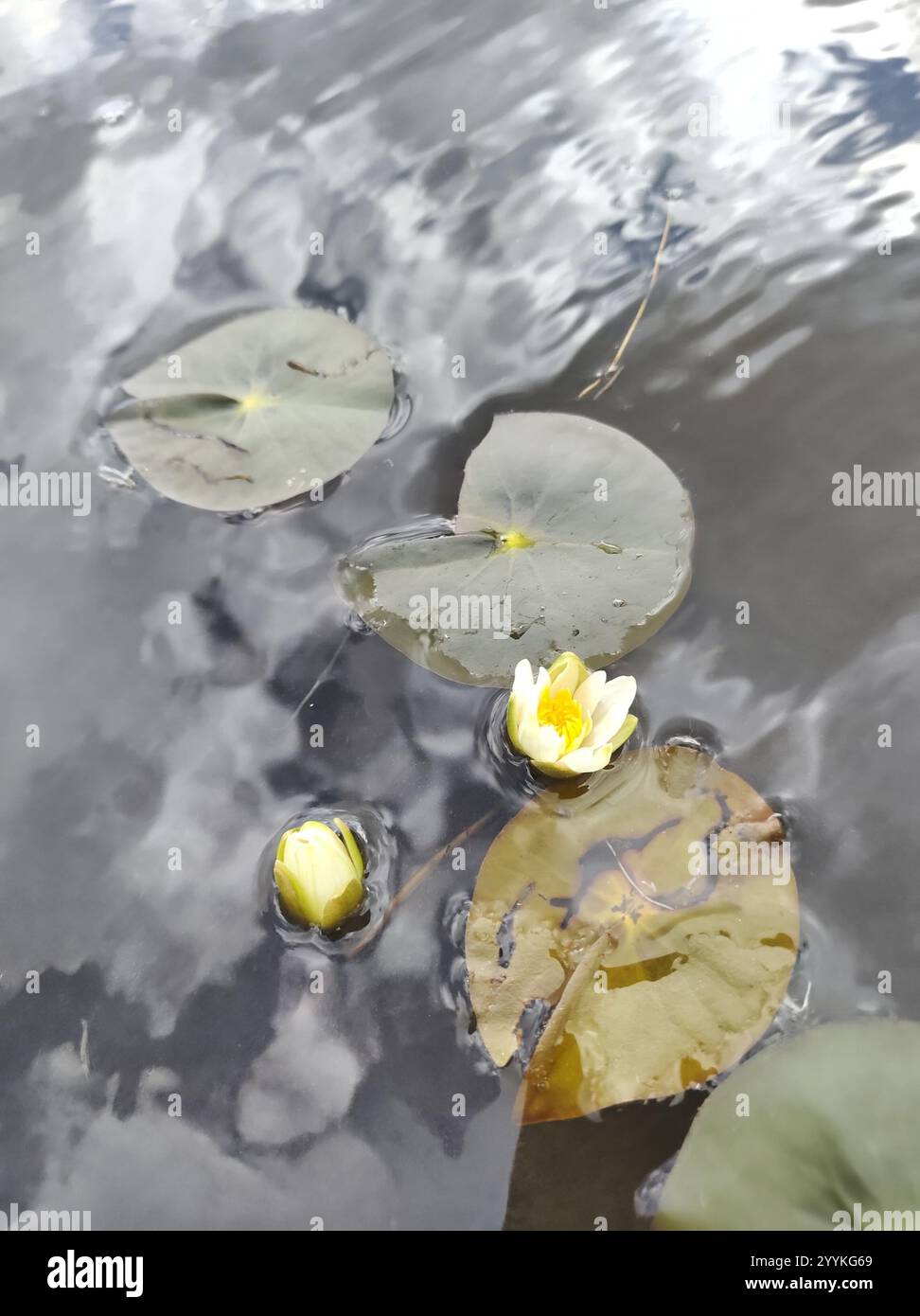 Dwarf Water-lily (Nymphaea leibergii Stock Photo - Alamy